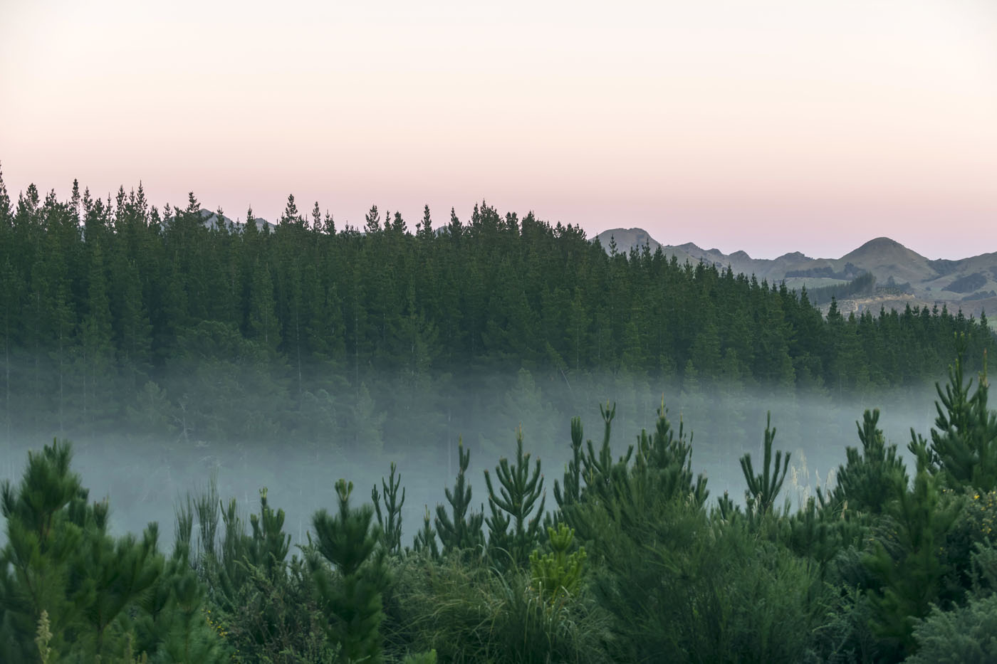 Forestry - Property Logic
